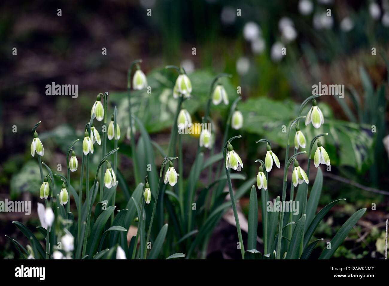 Galanthus Green Tear,virescent hybrid snowdrop,green markings,virescent ...