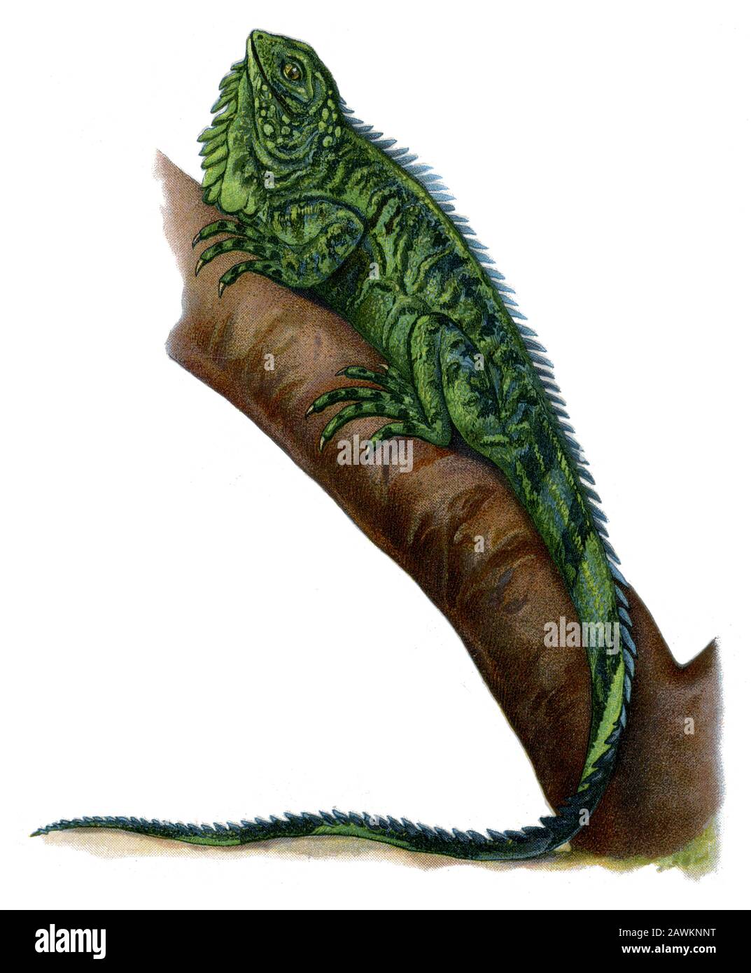 Desert Iguana Drawing