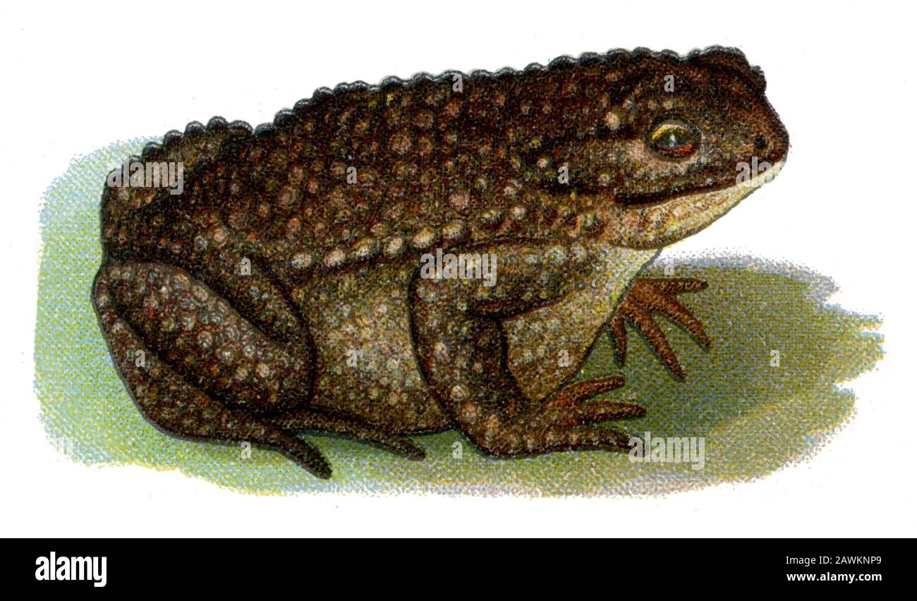Toad illustrations hi-res stock photography and images - Alamy