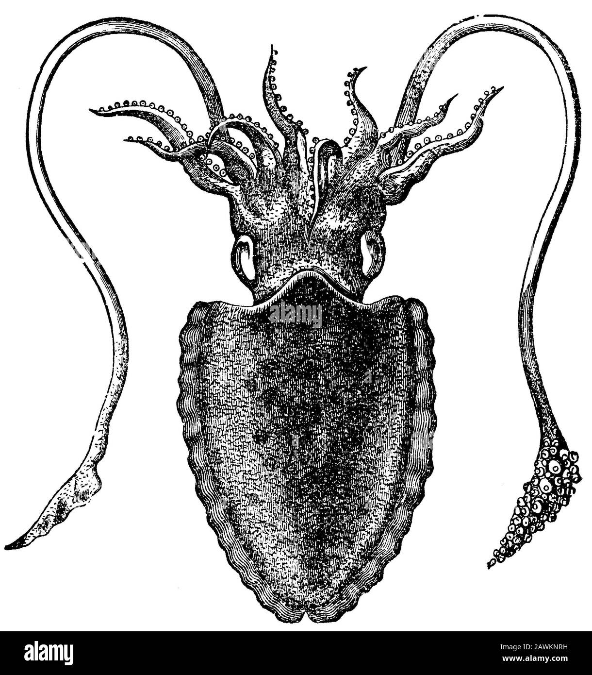 Quadratisch Cut Out Stock Images & Pictures - Alamy