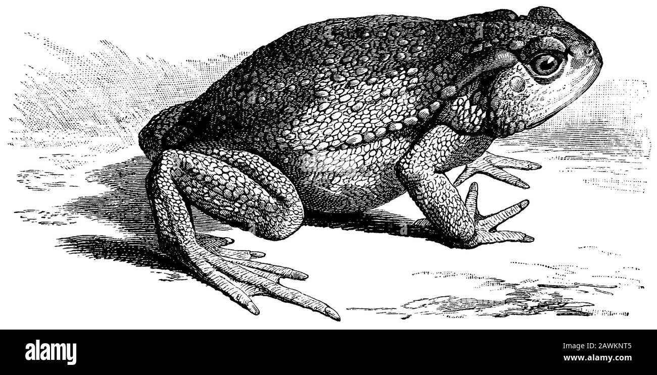 Common toad european toad bufo Black and White Stock Photos & Images ...