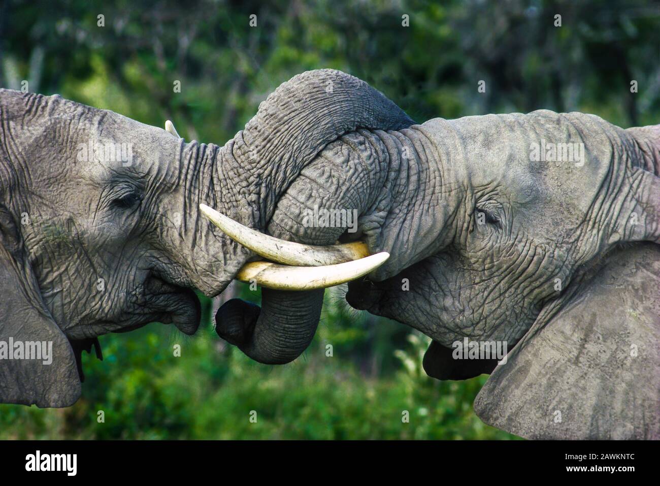 Elephant siblings greeting, expressing affection, part of a family ...