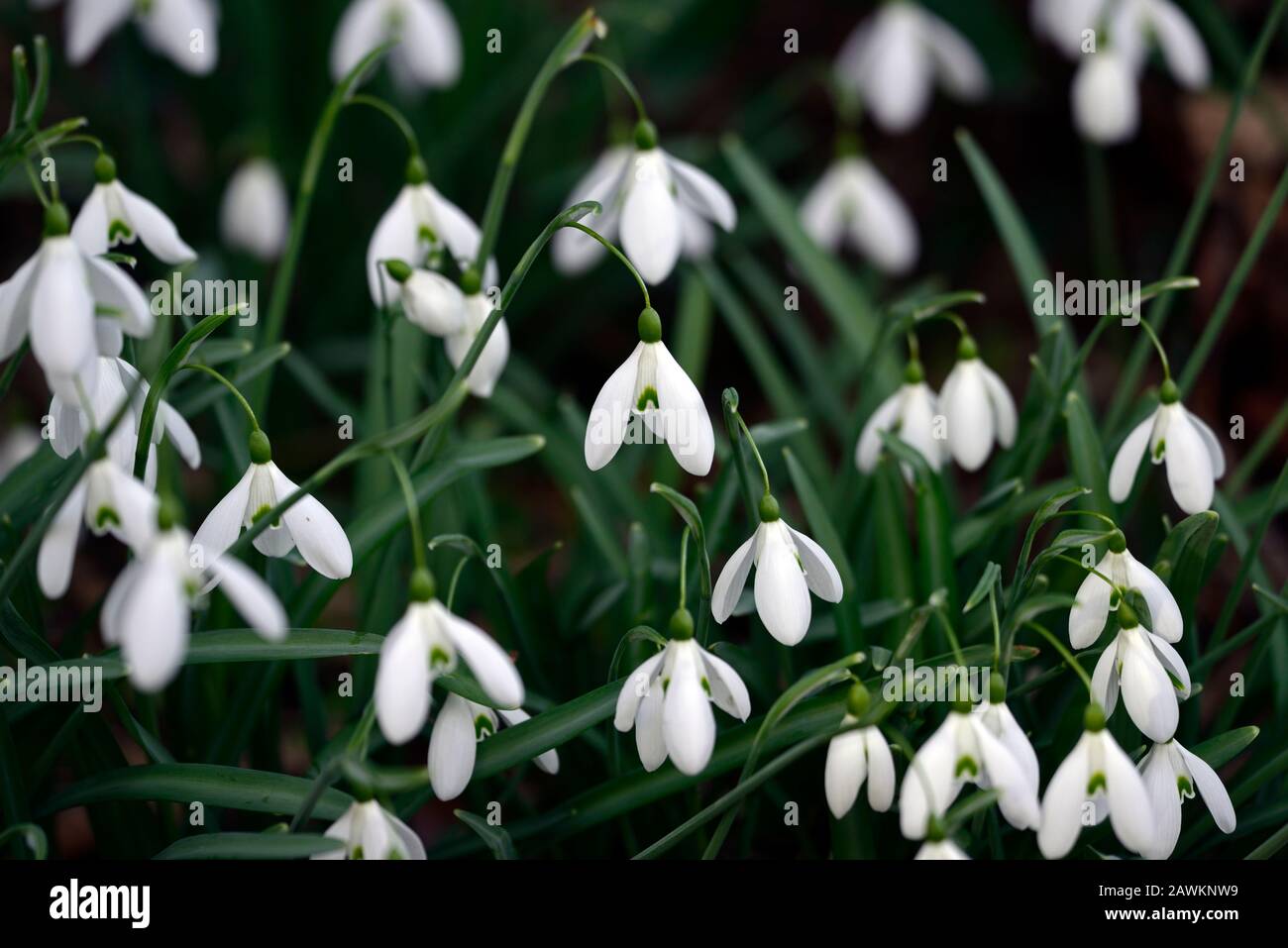 galanthus Magnet,snowdrop,snowdrops,spring,flower,flowers,flowering ...