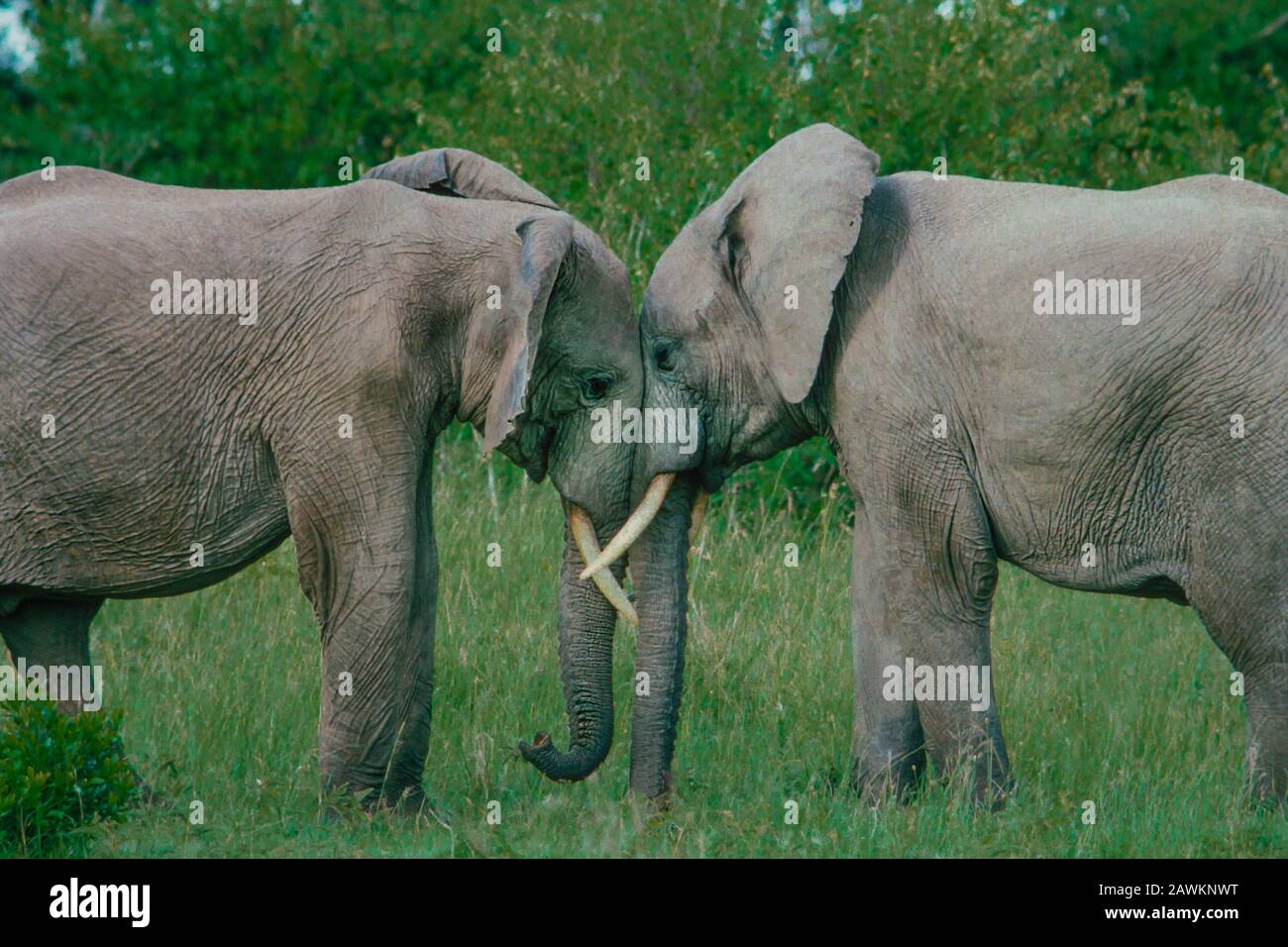 Elephant siblings greeting, expressing affection, part of a family ...