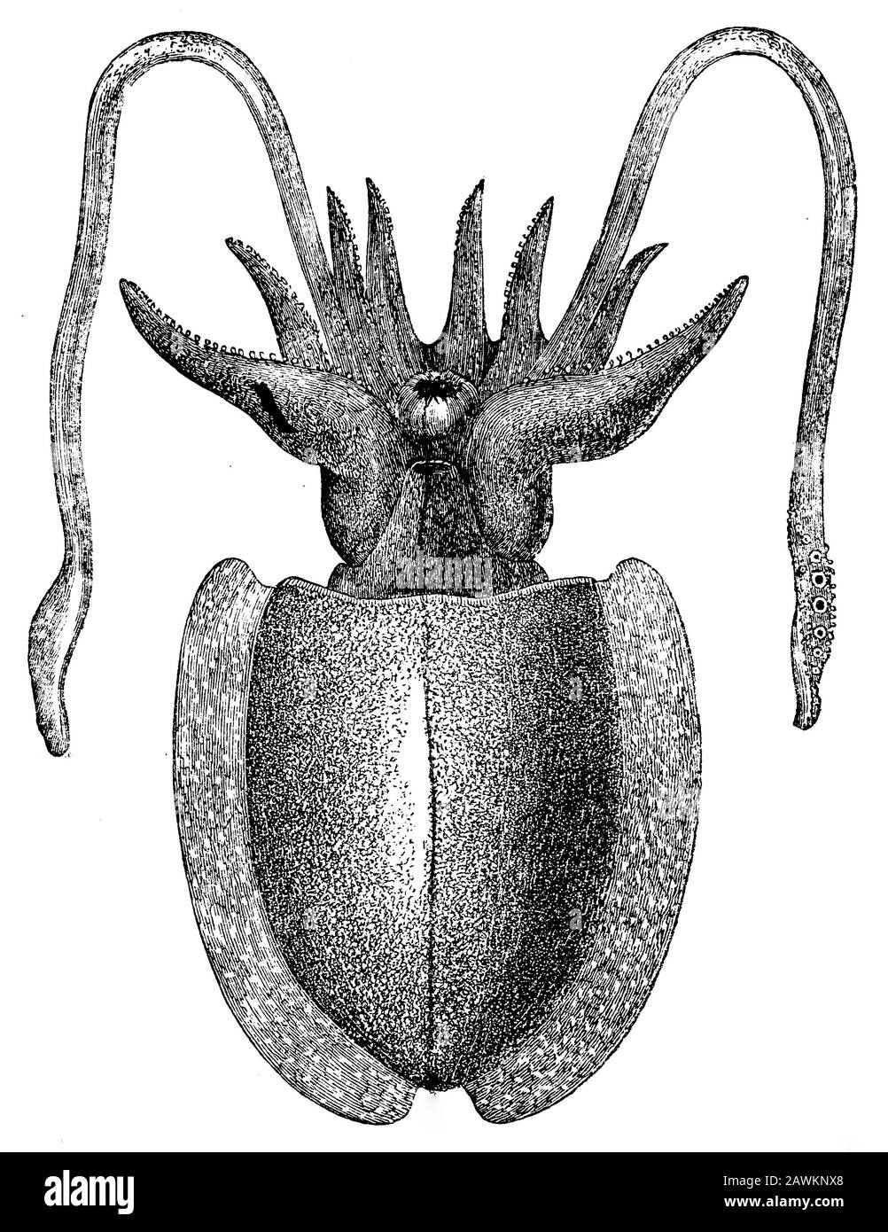 Common cuttlefish Black and White Stock Photos & Images - Alamy