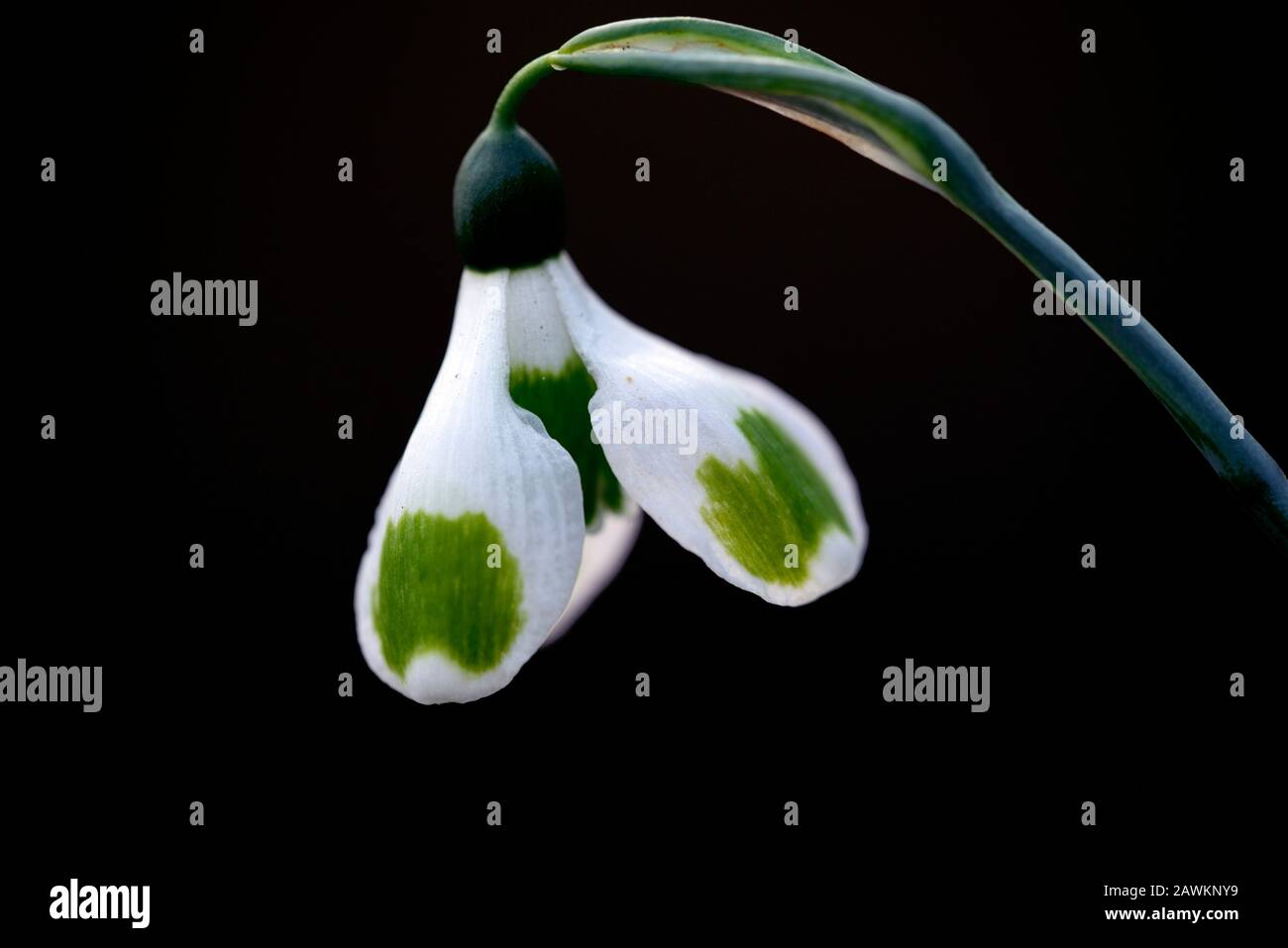 Galanthus Pieces of Eight,virescent hybrid snowdrop,green markings ...