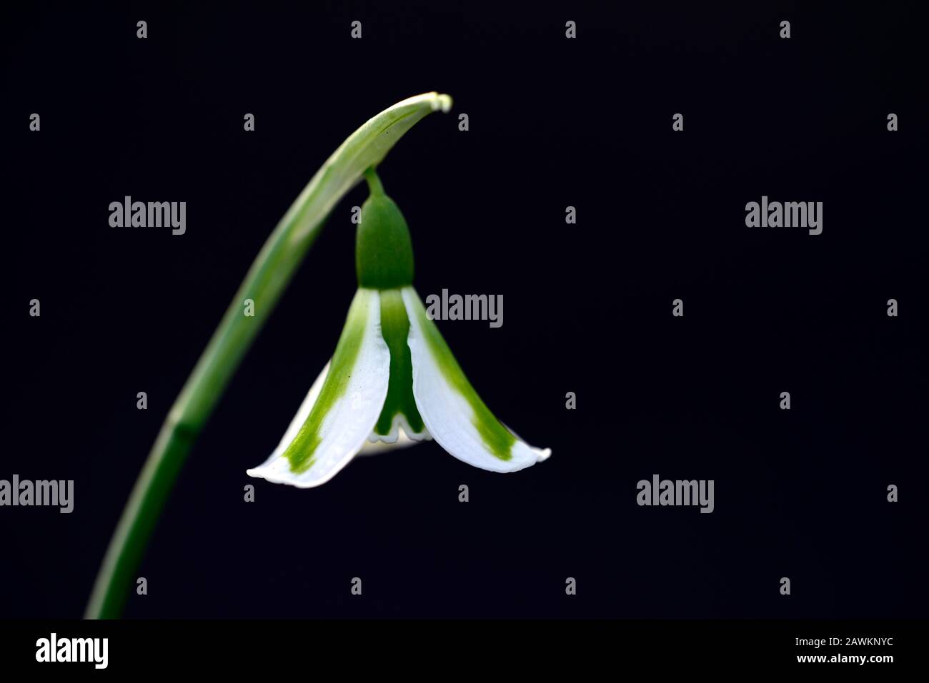 Galanthus philippe andre meyer hi-res stock photography and images - Alamy