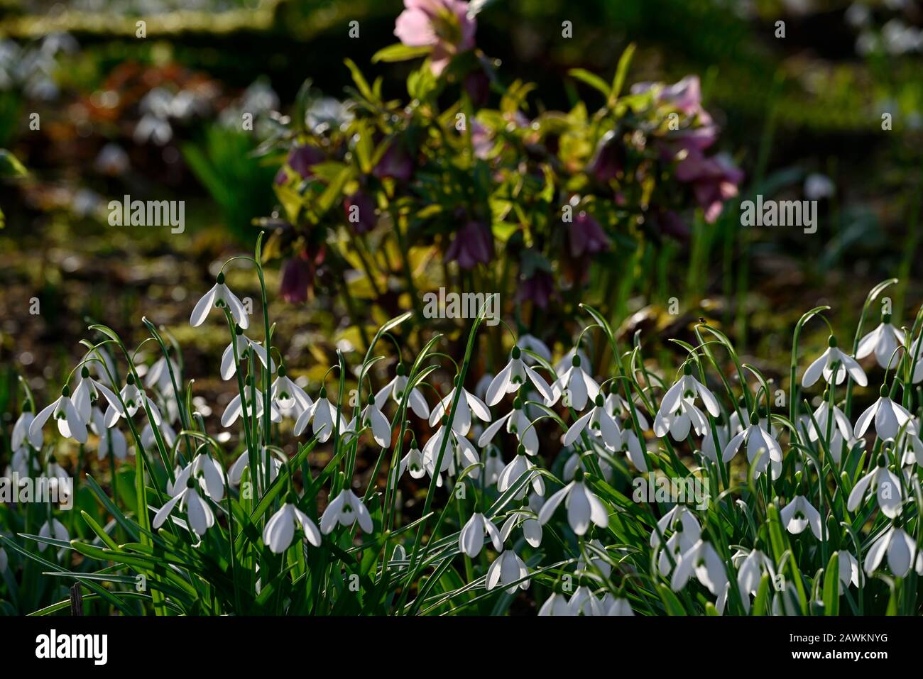galanthus Magnet,snowdrop,snowdrops,spring,flower,flowers,flowering ...