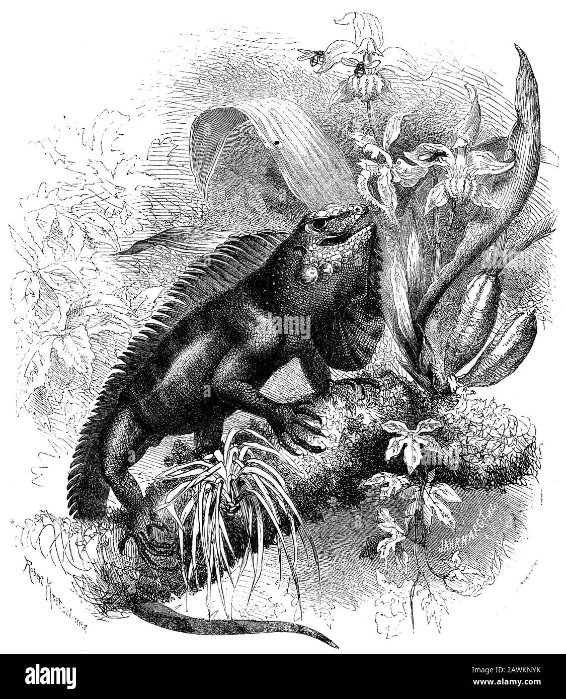 green iguana, guana iguana, (zoology book, 1872 Stock Photo - Alamy