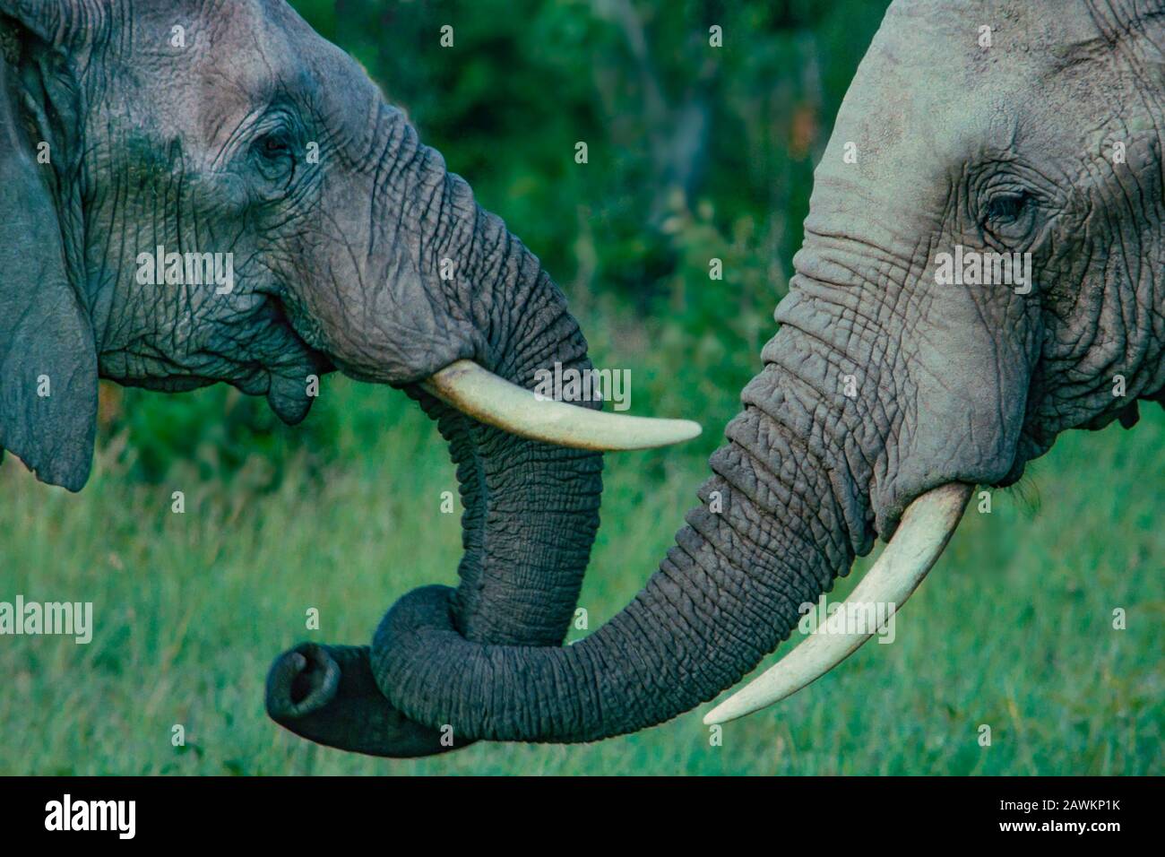 Group elephants greeting hi-res stock photography and images - Alamy