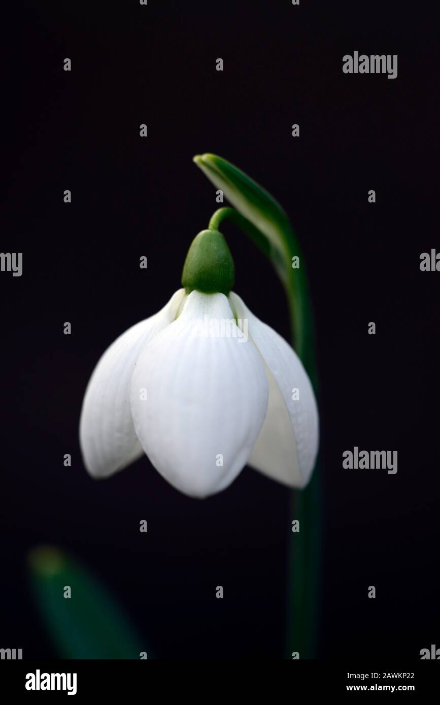 Rodmarton spring hi-res stock photography and images - Alamy