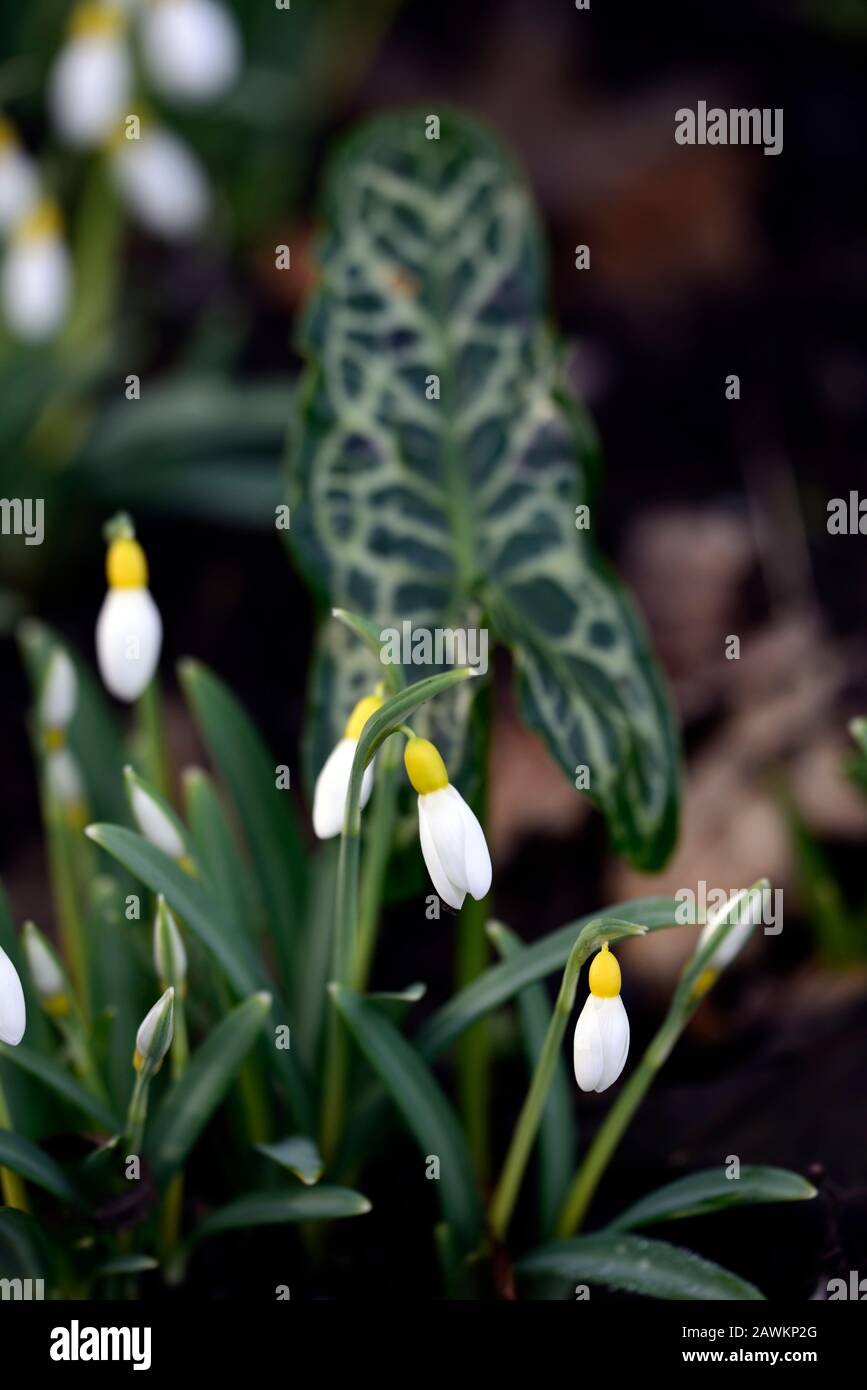 Galanthus Spindlestone Surprise,Yellow hybrid snowdrop,snowdrop ...