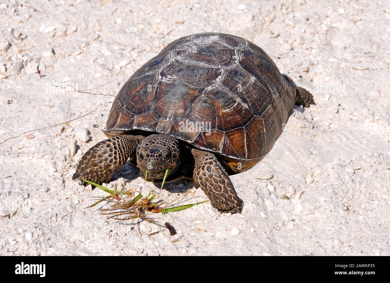 Gopher tortoise eating grass on the beach Stock Photo - Alamy