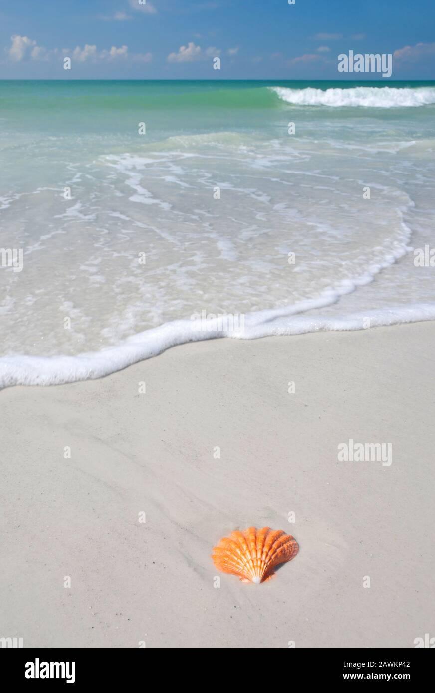 A Sea Shell on the Beach Stock Photo - Alamy