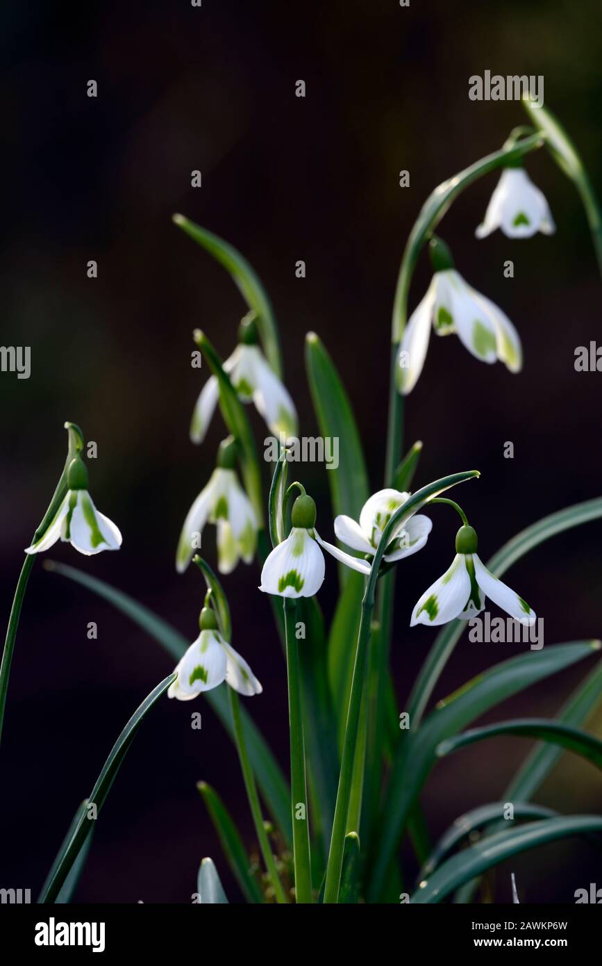 galanthus Philippe Andre Meyer,Galanthus Veronica Cross,galanthus Jade ...