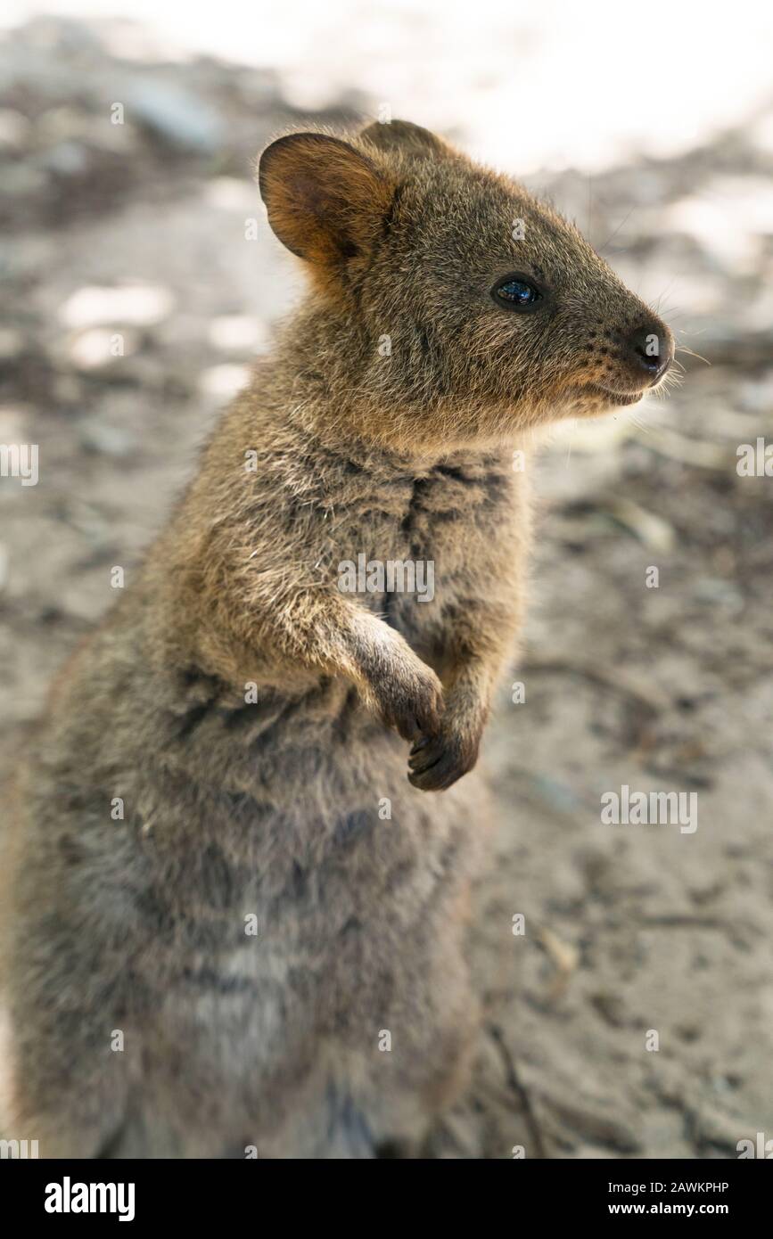 Quokka (Setonix brachyurus), image was taken on Rottnest Island ...