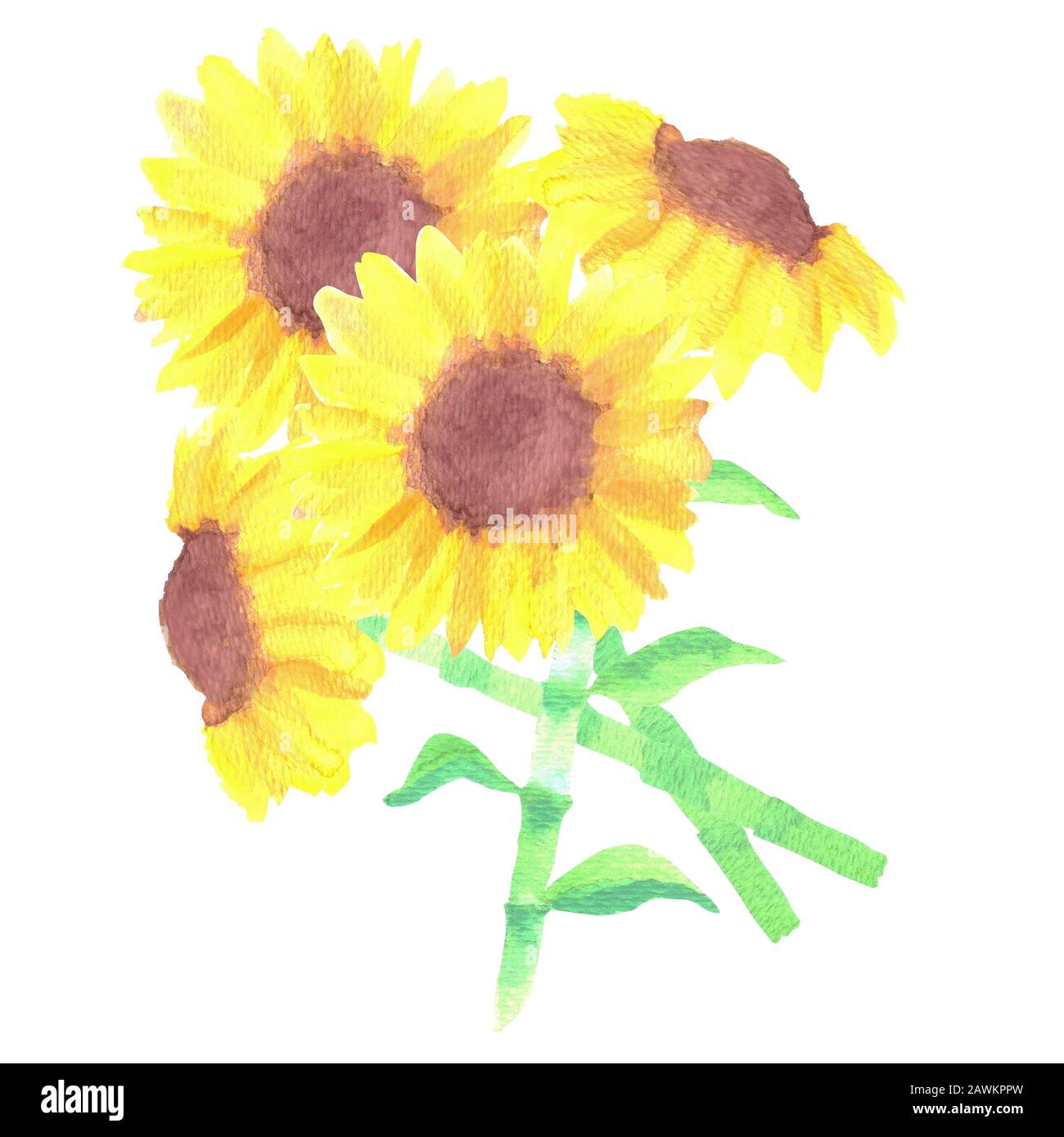 State flower of the us state of kansas hi-res stock photography and ...