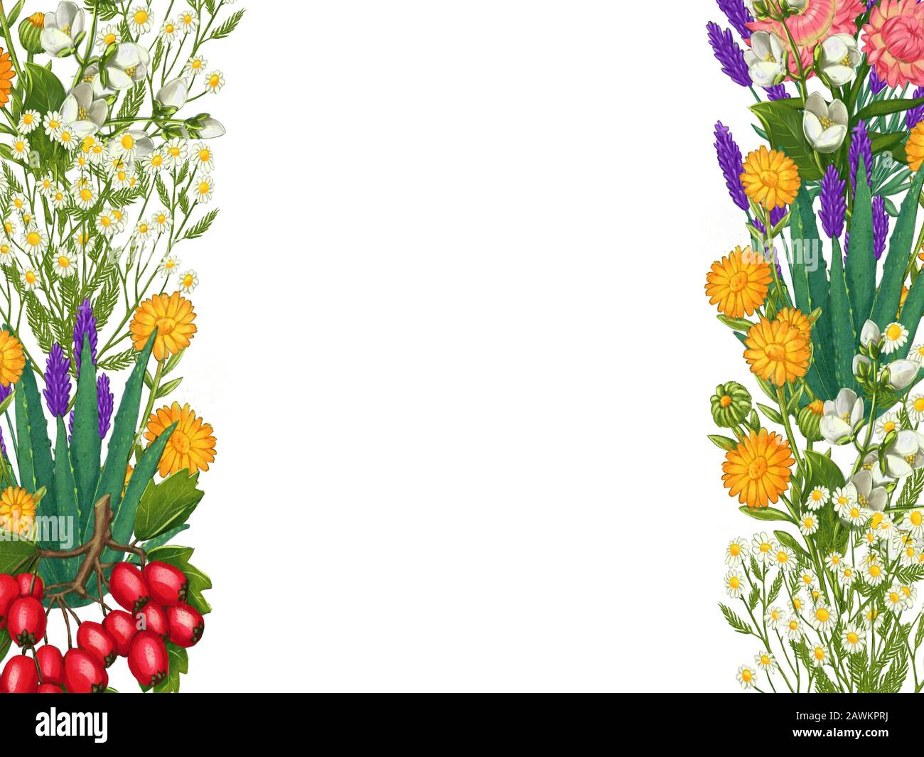 Hand drawn medicinal plant frame. Healing herbs border. isolated on ...