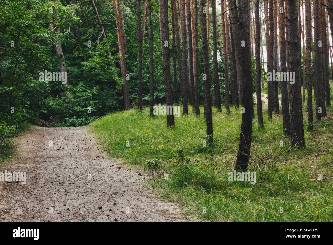 Nature trees pathway dirt hi-res stock photography and images - Alamy