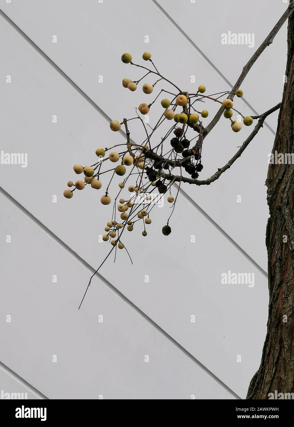 Evergreen Tree Seed Pods High Resolution Stock Photography and Images ...