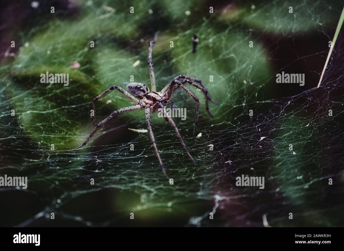 Large creepy spider crawling on a silk web Stock Photo - Alamy