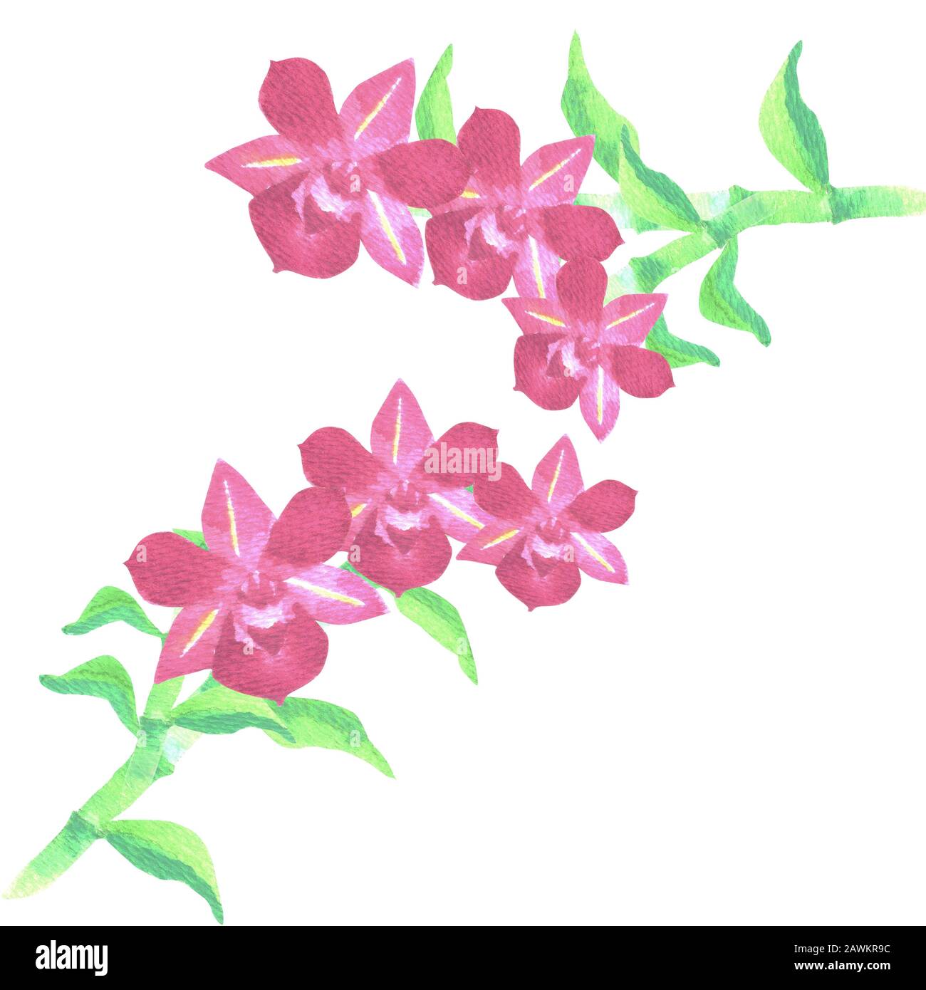 Dendrobium Orchid Leaves High Resolution Stock Photography and Images ...