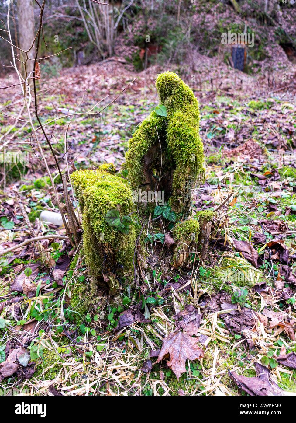 picture with old tree trunk overgrown with moss Stock Photo - Alamy