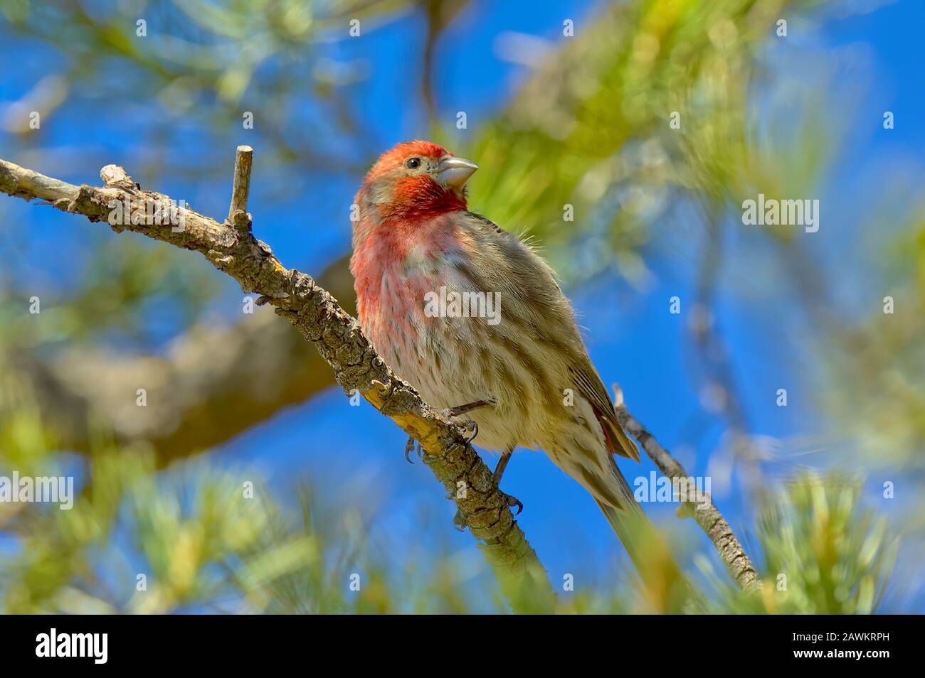 A male House Finch native to the Sedona area of Arizona Stock Photo - Alamy