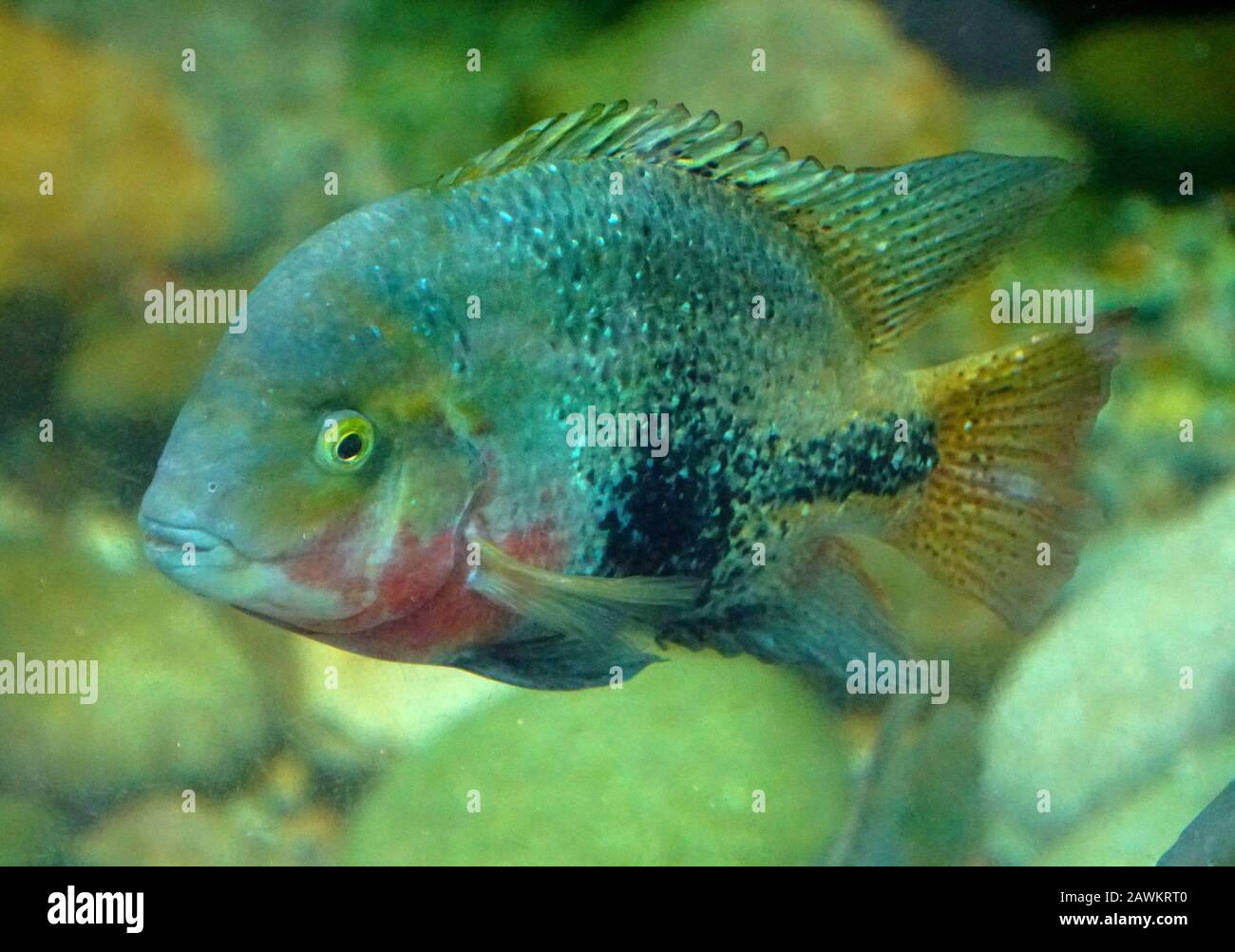 Tilapia Fish In The Aquarium