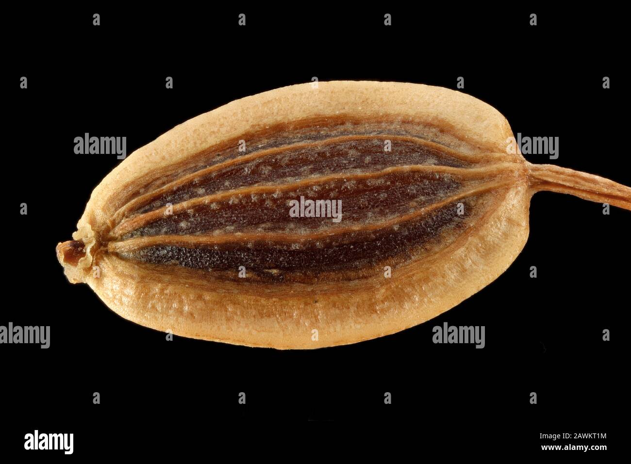 Anethum graveolens, Dill, close up, seed (fruit), 5-8 mm long Stock ...