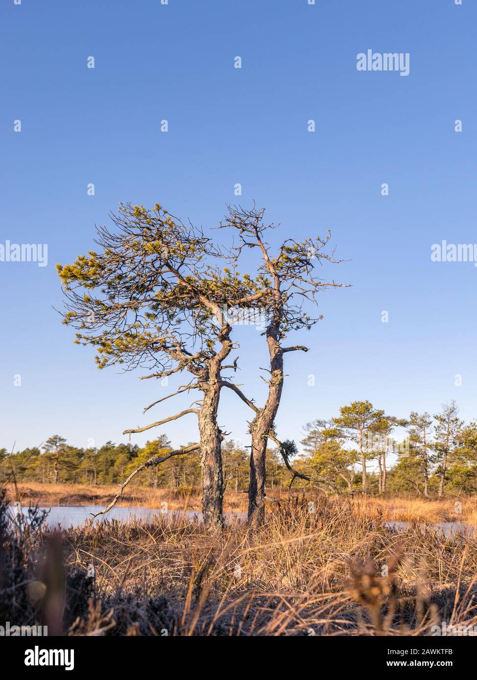 beautiful bog landscape at sunrise, bog pines and dry grass Stock Photo ...