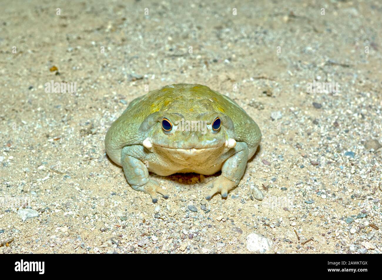 Resting toad hi-res stock photography and images - Alamy
