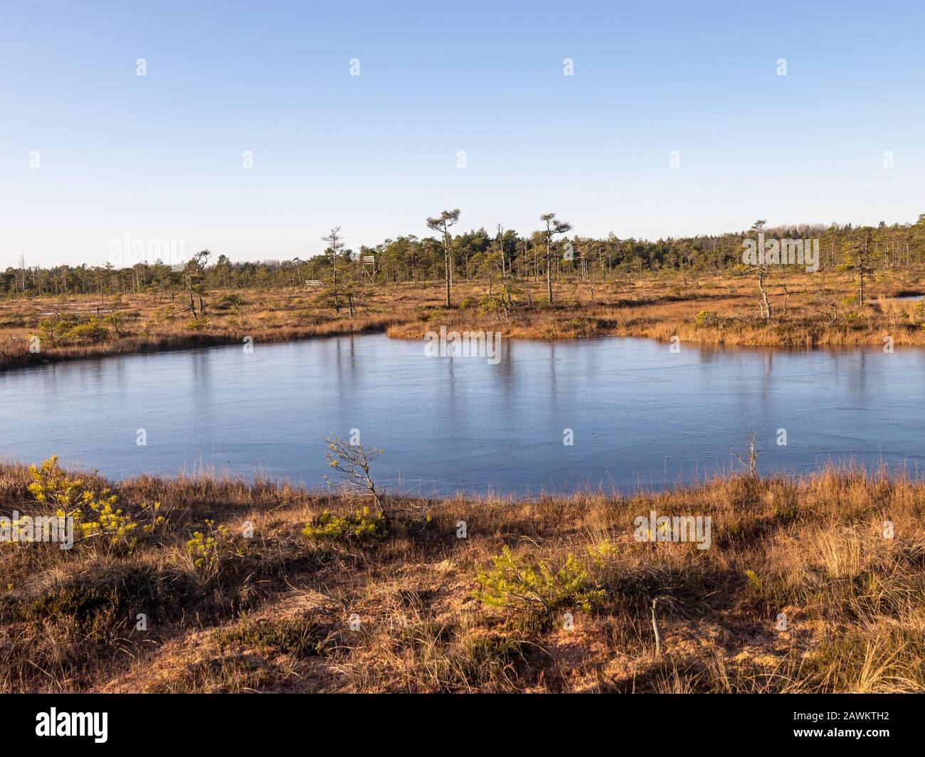 beautiful swamp landscape at sunrise, frozen swamp lake in the ...