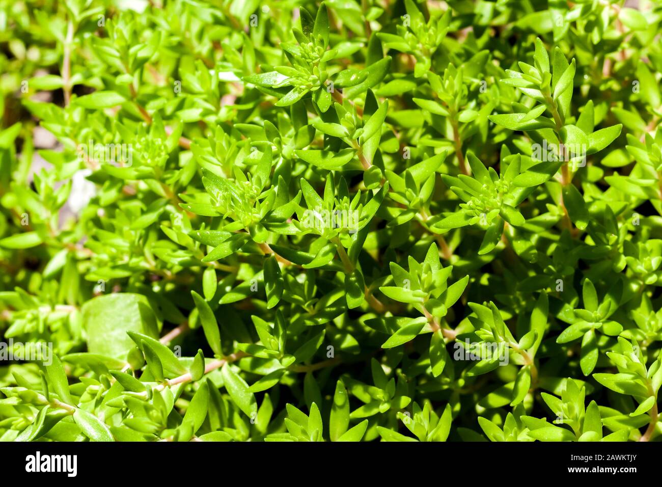 Sedum sarmentosum, known as stringy stonecrop, gold moss stonecrop, and ...