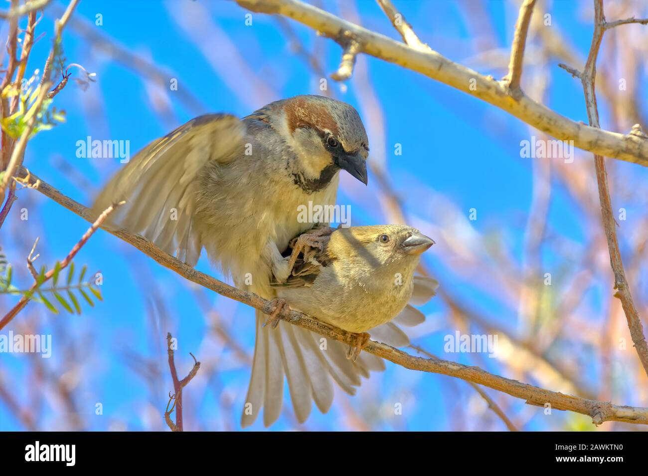 A pair of common House Sparrows mating high in a tree Stock Photo - Alamy