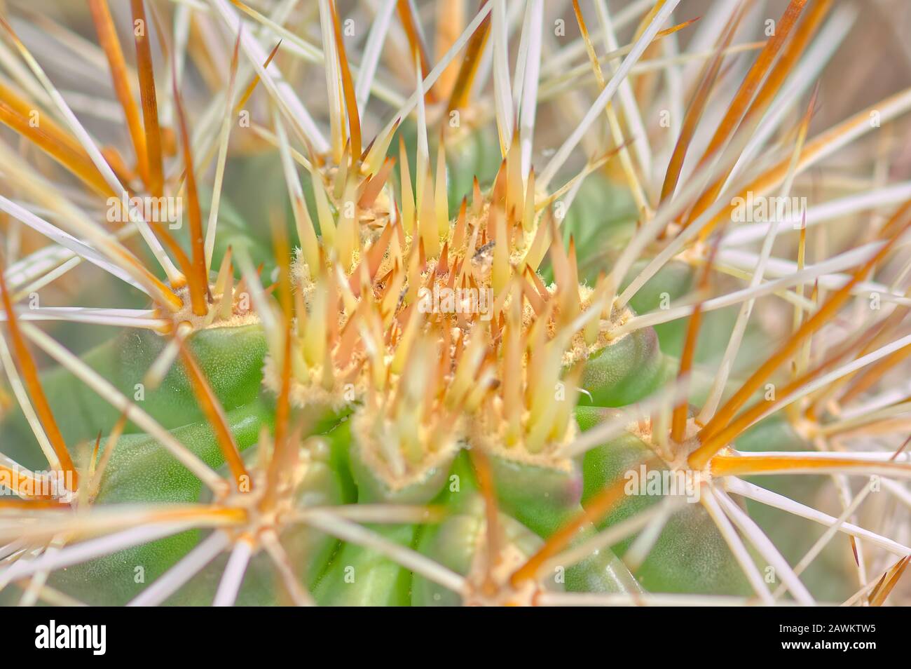 A macro photo of a cactus showing the new growth of fresh thorns Stock ...