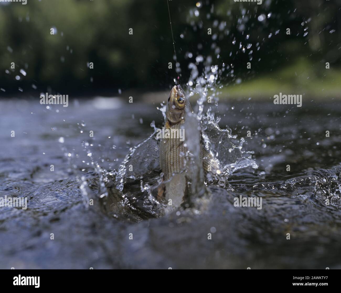 Sporfishing hi-res stock photography and images - Alamy