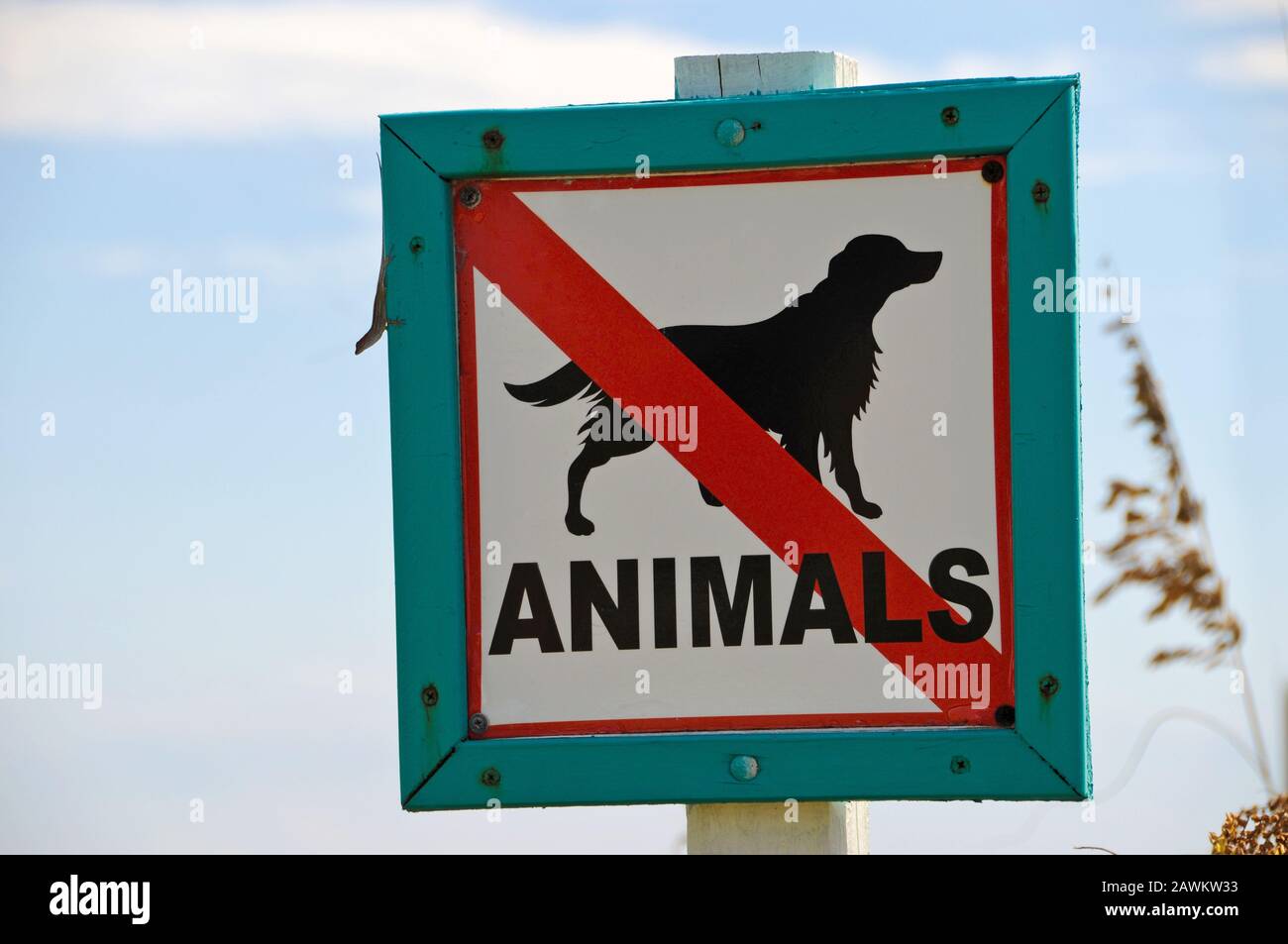 Prohibited pet animals hi-res stock photography and images - Alamy