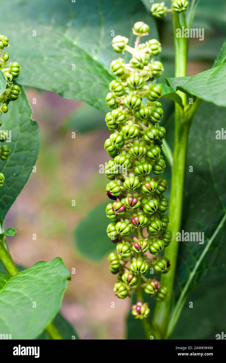 Phytolacca (known as pokeweeds, pokebush, pokeberry, pokeroot or poke ...