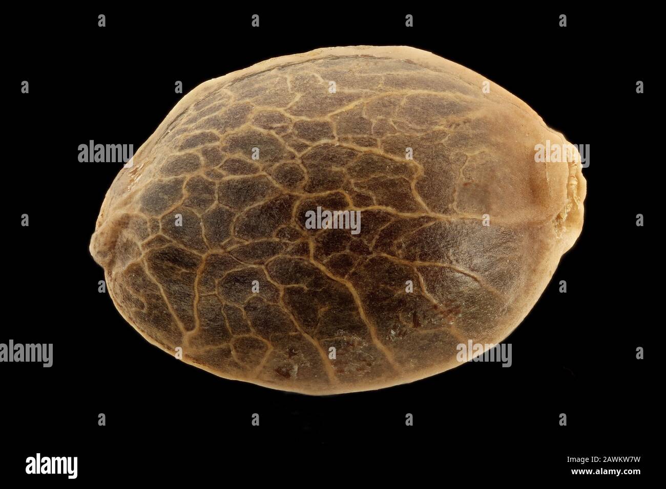 Cannabis sativa seed hi-res stock photography and images - Alamy
