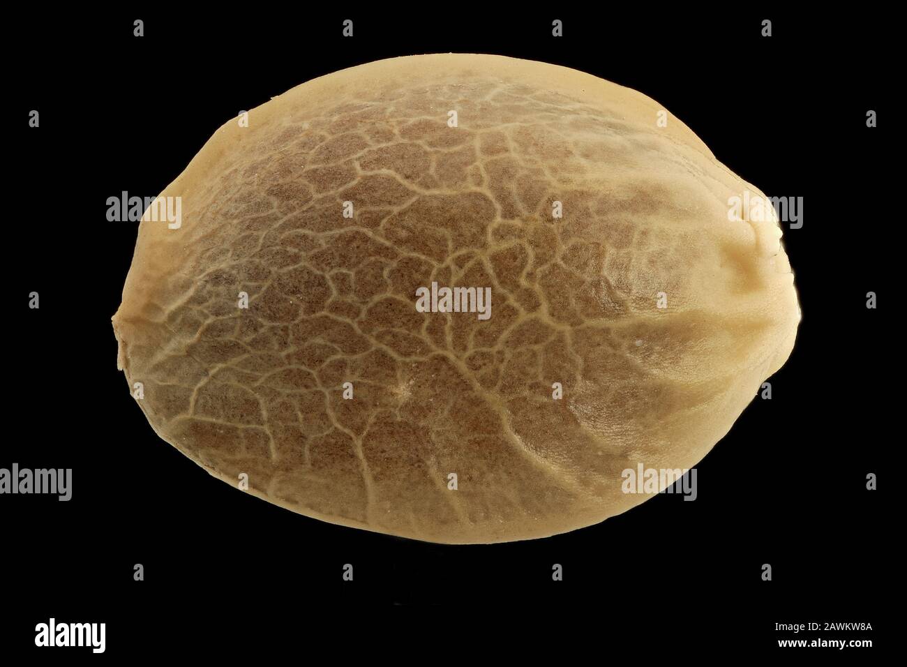 Cannabis sativa, Hemp, Hanf, close up, seed, (fruit), 3-5 mm long Stock ...