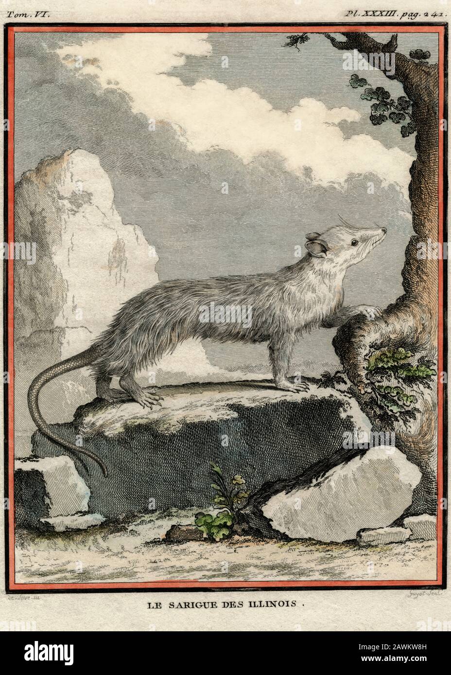 Illinois opossum or Le Sarigue des Illinois. Engraving created in 1700s ...