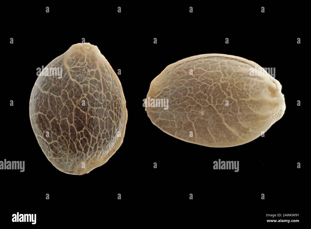 Cannabis sativa, Hemp, Hanf, close up, seeds, (fruit), 3-5 mm long ...