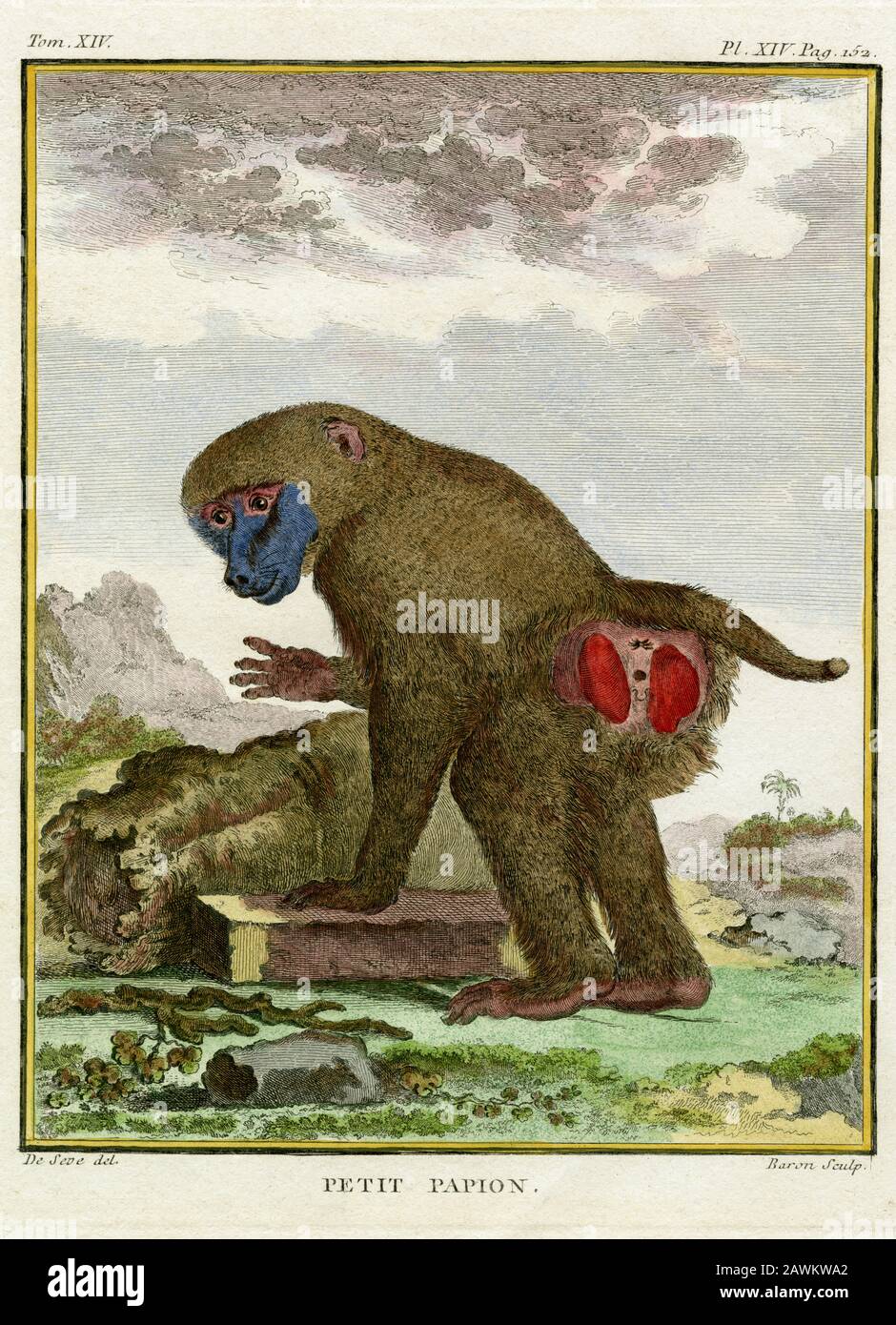 Petit Papion or Little Baboon (genus Papio). Here a female baboon is ...