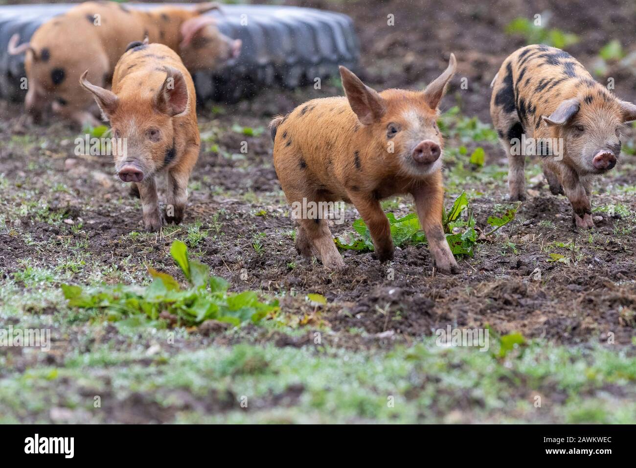 Oxford Sandy Black Pig In High Resolution Stock Photography and Images ...