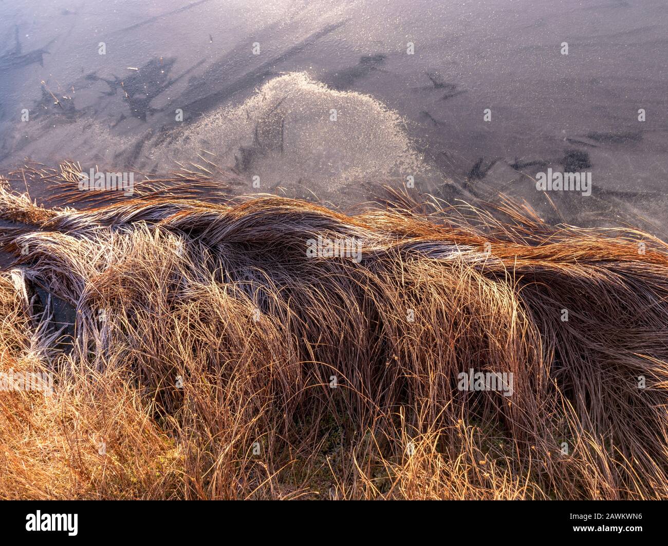 abstract dry frosted grass texture Stock Photo - Alamy