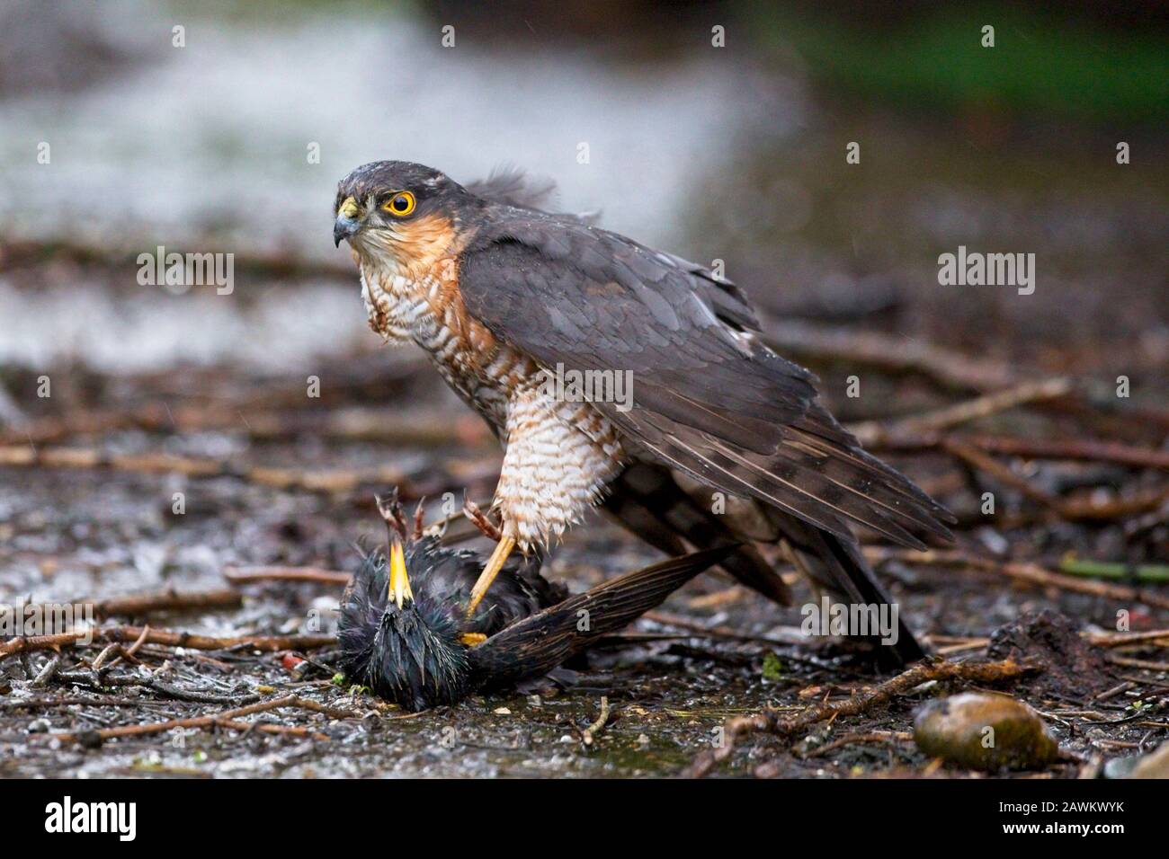 British Sparrowhawk High Resolution Stock Photography and Images - Alamy