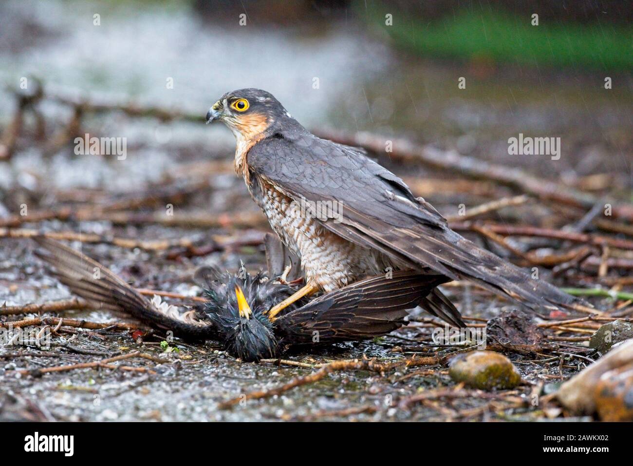British Sparrowhawk High Resolution Stock Photography and Images - Alamy