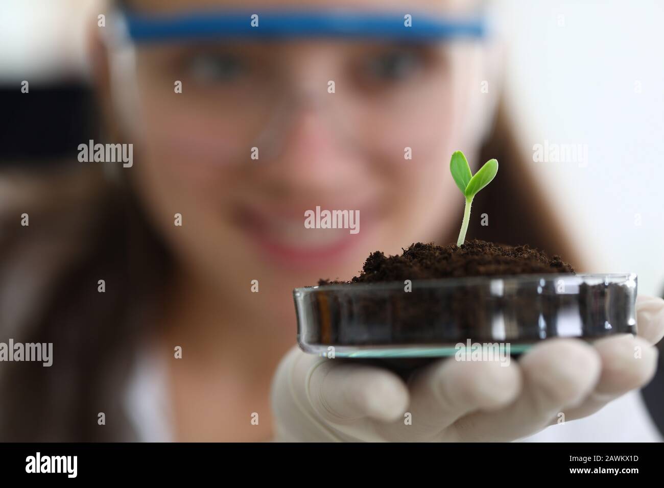 Cultivation and growth green plants in laboratory Stock Photo - Alamy