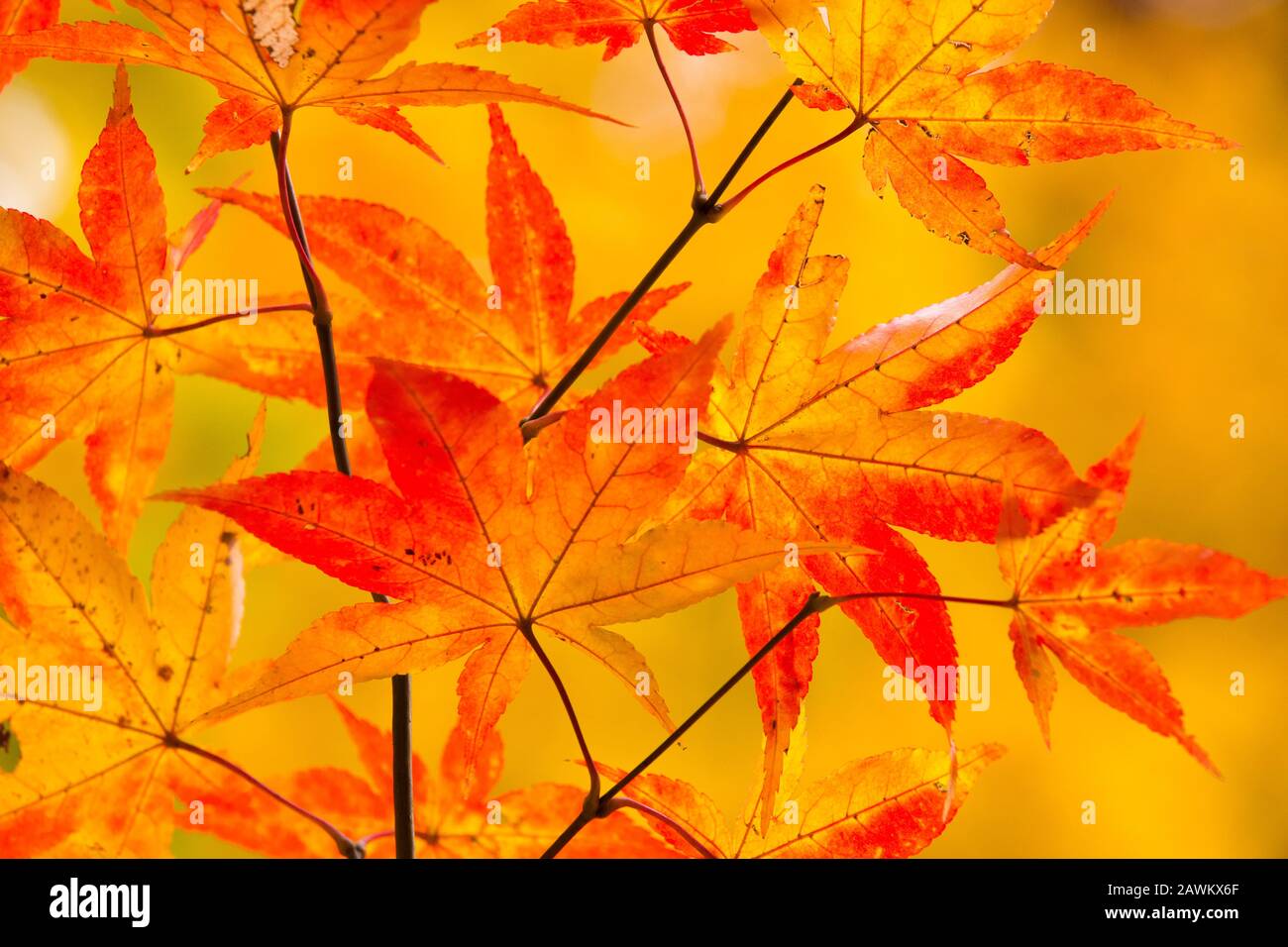 Japanese maple in autumn. Takayama, Japan Stock Photo - Alamy